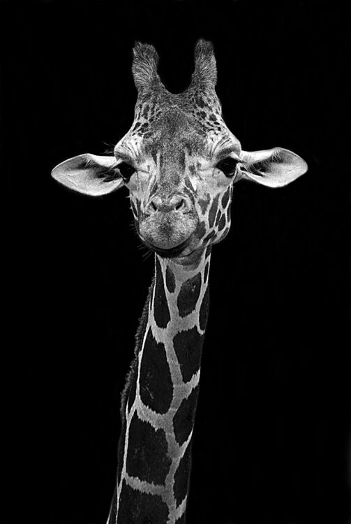 Photographer Bruce Franklin’s Most Magical Lens is His Unique Eye ...